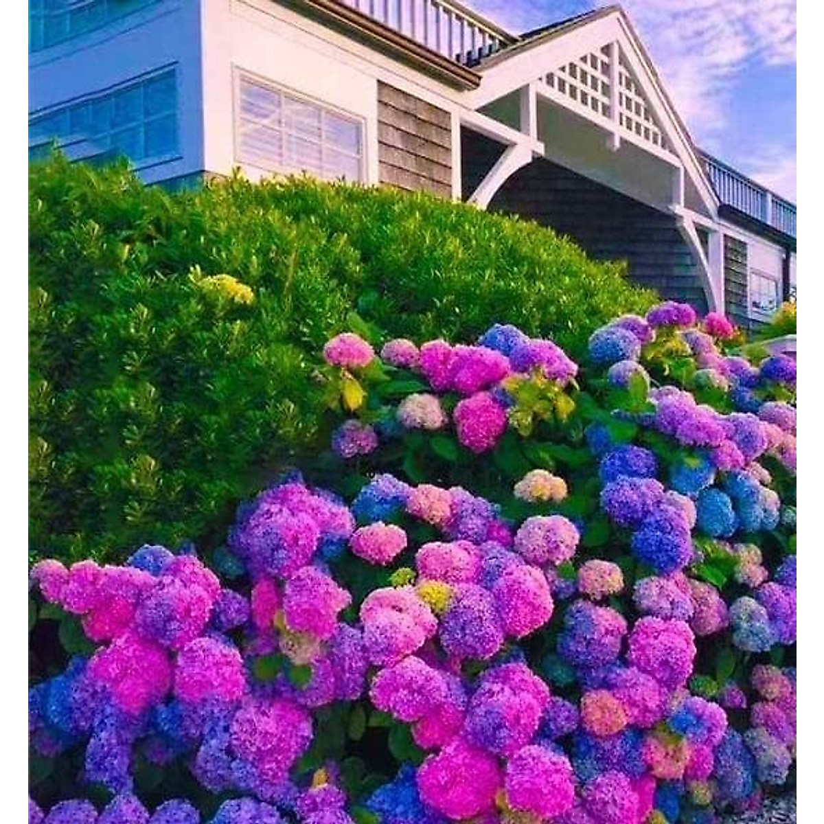30pcs Blue Pink Purple Hydrangea - Beautiful and Hardy Perennial Flowers for Your Garden