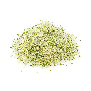 Todd’s Seeds - Alfalfa Sprouting Seeds - 1 Pound Bulk Alfalfa Seeds - Fast Growing Seeds with High Sprout Germination