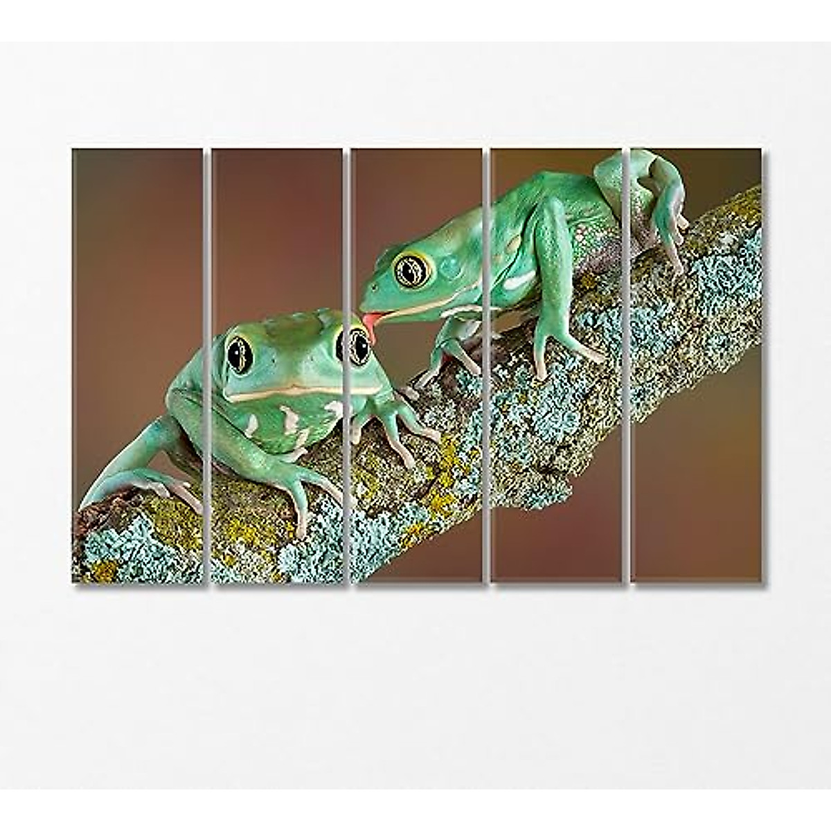 Pair of Wax Frogs Canvas Print 5 Panels / 36x24 inches