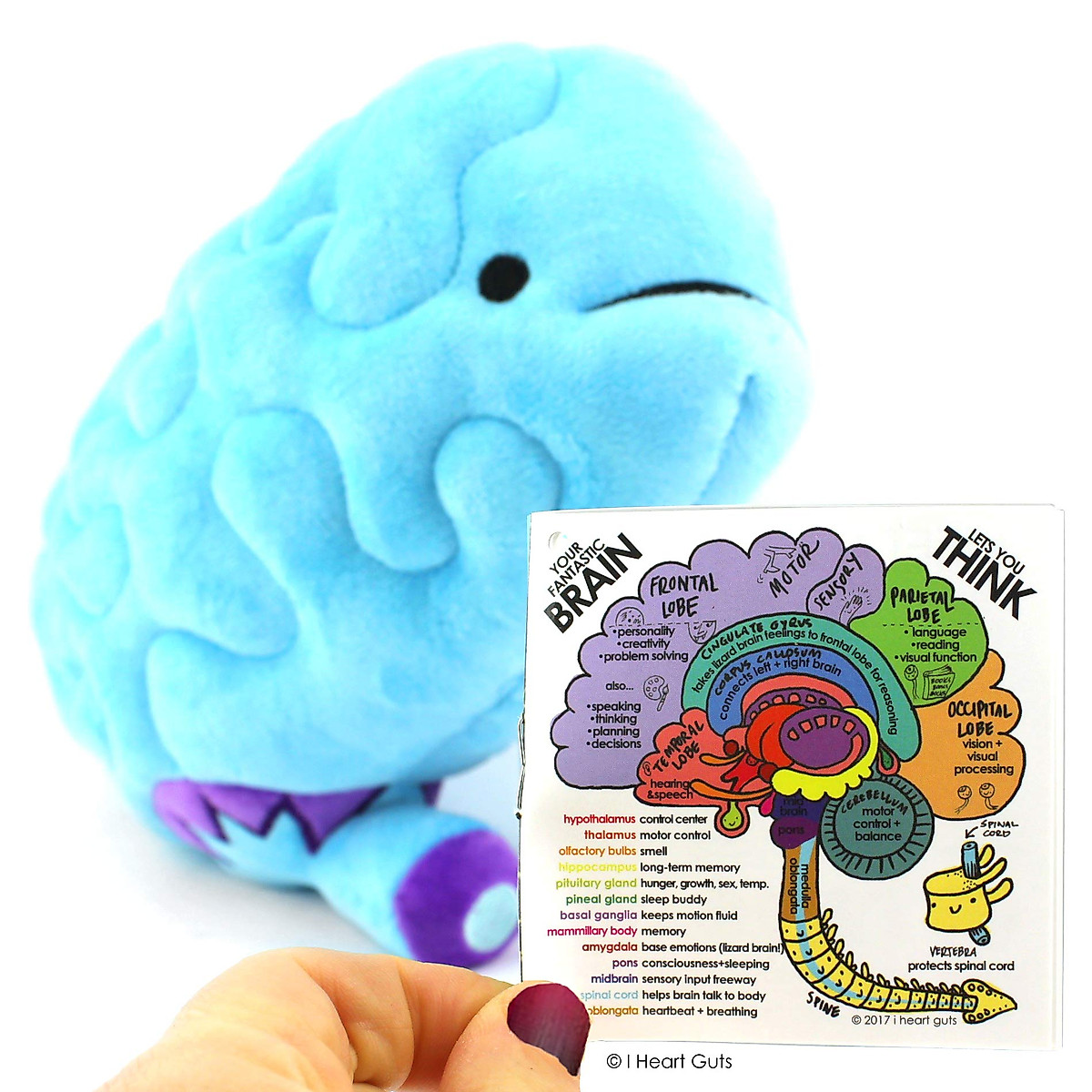 I Heart Guts Brain Plush - All You Need is Lobe - Educational Brain Pillow - 11” Organ Plush, Ideal for Doctors, Nurses, Medical Students, Graduation & Brain Surgery Recovery Gifts