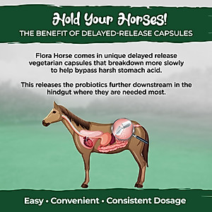 Vital Planet - Flora Horse Probiotic, High Potency Equine Probiotics with Prebiotics, 40 Billion Live CFU from Multiple Strains, Digestive and Immune Support, 180 Delayed Release Capsules (180 Days)