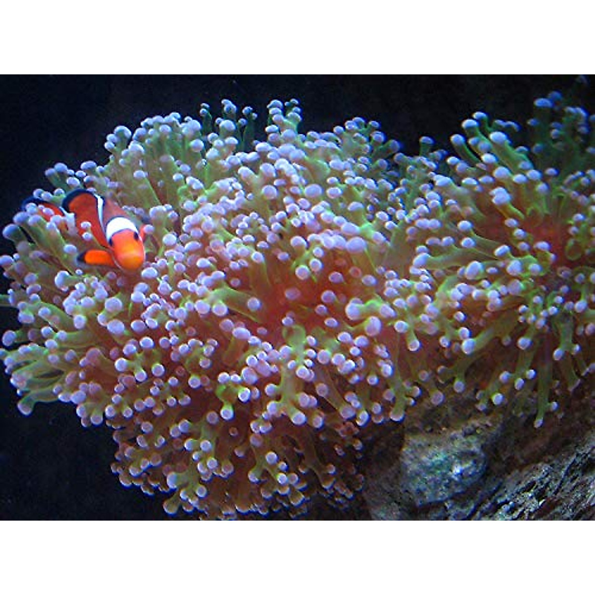 Kolar Labs Crystal Cal Activated Carbon – Large Jar, Activated Charcoal for Aquariums and Fish Tanks