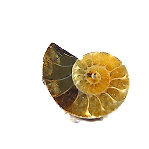 XUETZALCOATL Aadityah Sudarshan Shaligram 1.5cm - 2.5cm from Kali Gandaki 1 pcs