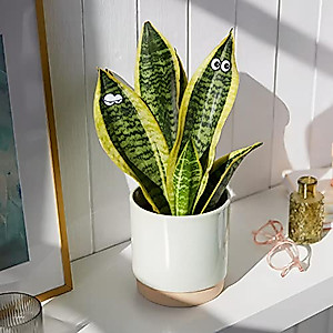 HOMDSG Cute Plant Magnets Eyes for Potted Plants, Plant Safe Magnet Pins Charms, Unique Gifts for Plant Lovers, Indoor Plant Accessories, Set of 6