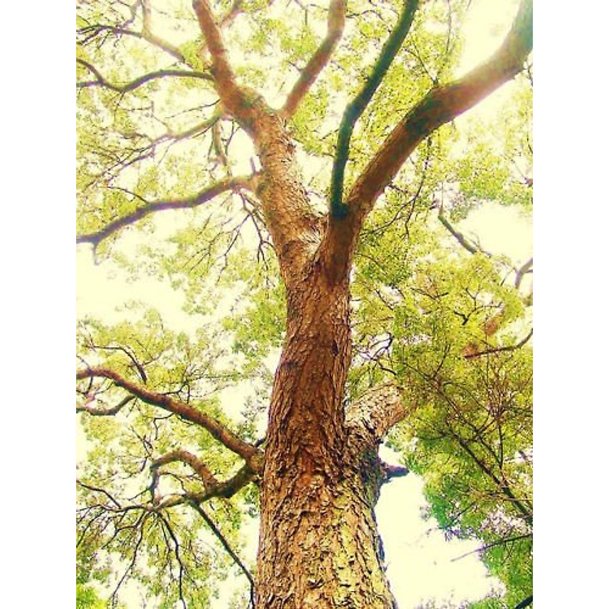 Swietenia Mahagoni, HARDWOOD Mahogany tree bonsai rare hard wood seed 50 seeds