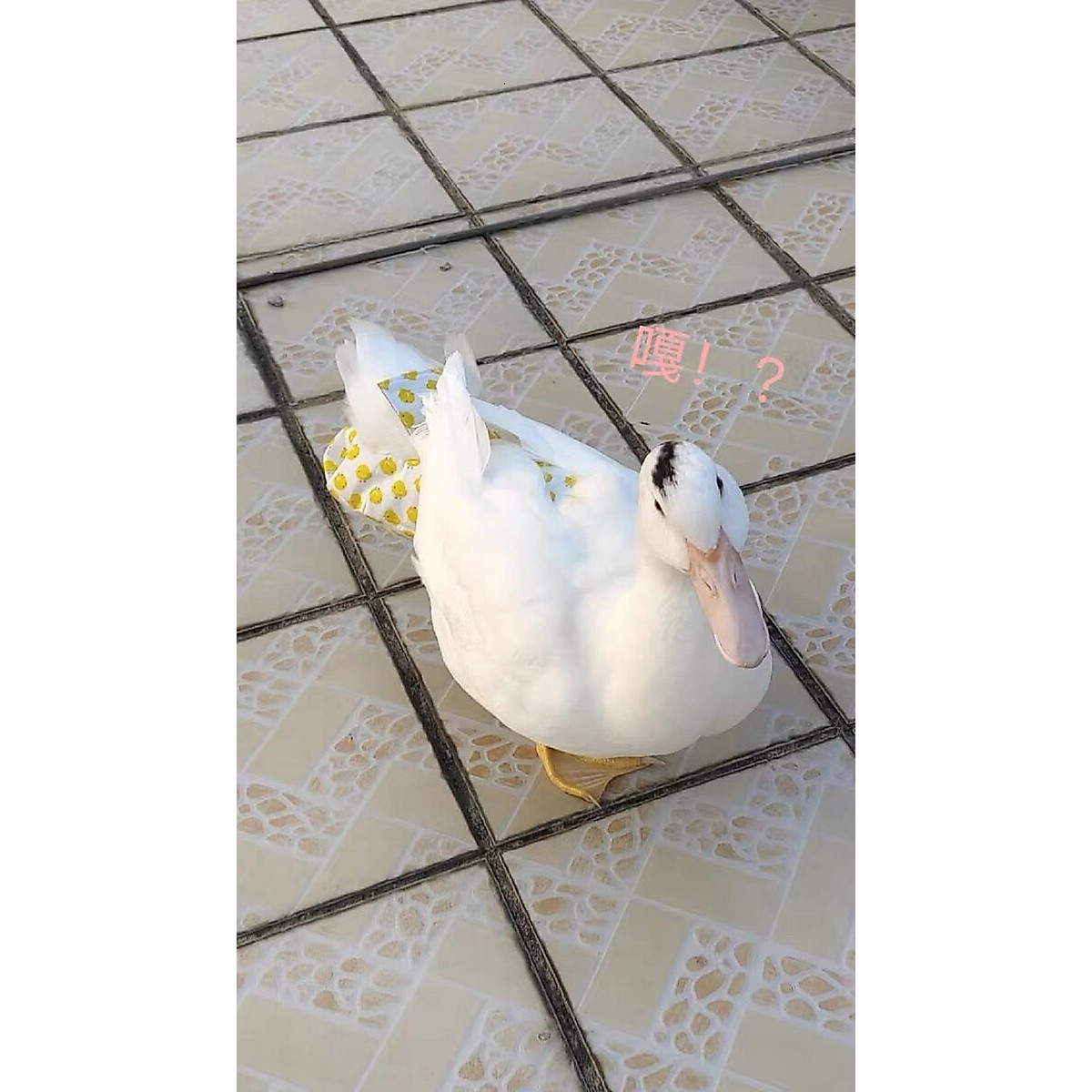 HEZHUO Duck Diapers, Chicken Diapers, Special Diapers for Poultry, Chicken, Duck and Goose Waterproof, Adjustable, Washable and Reusable Diapers (0.2kg-o.25kg)