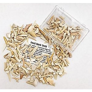 Box of Fossilized Shark Teeth - Fossil Collection - 50+ Teeth!
