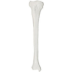 Axis Scientific Tibia Bone Model | Right | Cast from a Real Human Fibula Bone l Lower Leg Bone Model Has Realistic Texture and Important Bony Landmarks | Includes Product Manual