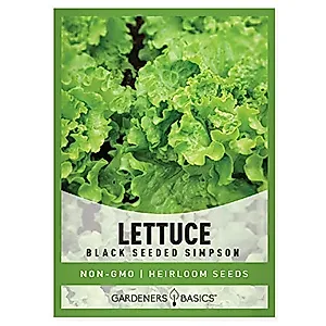 Green Leaf Lettuce Seeds For Planting - (Black Seeded Simpson Variety) Heirloom, Non-GMO Lettuce Variety- 2 Grams Seed Great For Spring, Summer, Fall, Winter Garden and Hydroponics by Gardeners Basics