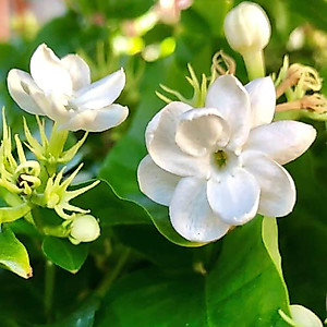 CHUXAY GARDEN Jasmine Jasminum Sambac Plant-Mogra Sampaguita Melati Putih 25 Seeds Striking Landscaping Plant Fragrant Low-Maintenance