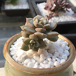 White Rock Pebbles 2.1lb Pumice Potting Soil Amendment - Succulent & Cactus Bonsai Gritty Rock Decorative Gravel Plant Drainage for Top Dressing & Fairy Gardening