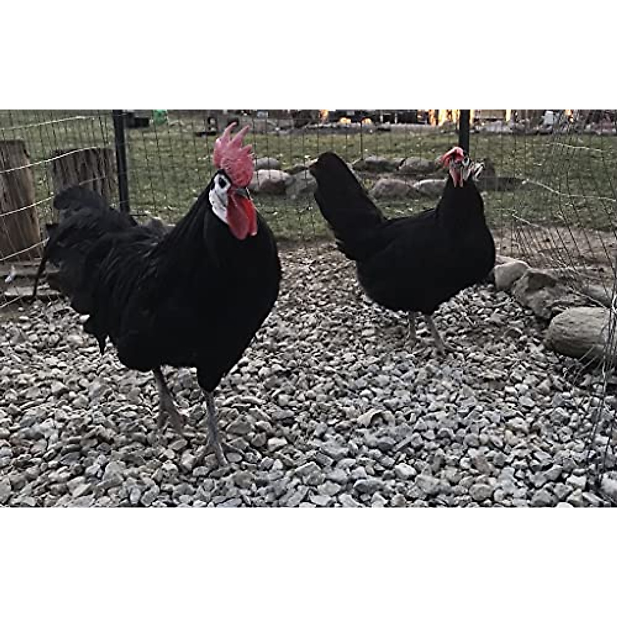 White Face Black Spanish Fertile Chicken Hatching Eggs, Fertile Eggs