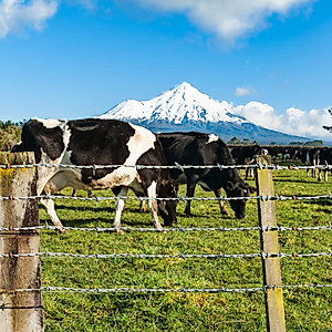 Yowlieu 4 Point Barbed Wire, 18 Gauge Real Barb Wire Roll 20 Feet Barbwire for Fence, Baseball Bat, Bird Feeder, Garden & Crafts