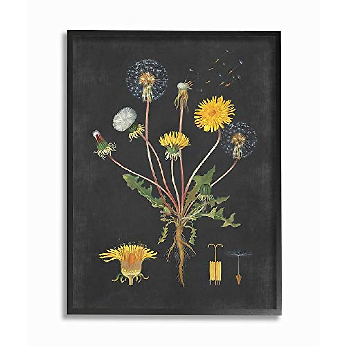 Stupell Industries Botanical Drawing Dandelion, Design by Artist Lettered and Lined Wall Art, 11 x 14, Black Framed