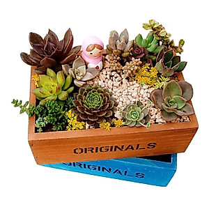 Wood Succulent Planter, Vintage Gardening Pots Bonsai Pot Plant Container Box Rectangular Flower Bed Pot Pack Window Box Planters for Balcony Garden