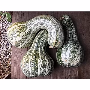 TomorrowSeeds - Green Striped Cushaw Seeds - 20+ Count Packet - Southern Kershaw Pumpkin Winter Squash Gourd Silver Garden Vegetable Seed