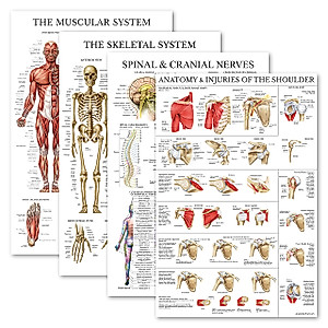 Palace Learning 4 Pack - Anatomical Poster Set - Laminated - Muscular, Skeletal, Spinal Nerves, Shoulder Anatomy - Anatomy Chart Set (LAMINATED, 18” x 24”)
