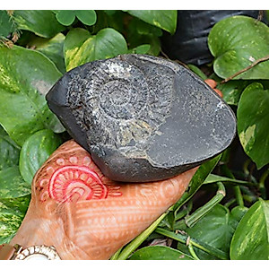 Shiva Lingam Shop Natural Shaligram, Religious Gifts, Sudarshan Saligram Stone, Sudershan Shaligram Gandaki River Nepal, Ritual Object Iconic Symbol of The God Vishnu from Nepal~I-4885