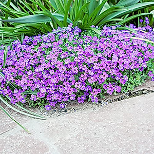 Aubrieta Seeds False Rockcress Perennial Drought Tolerant Deer Resistant Rock Garden Ground Cover Bed Border Outdoor 50Pcs Flower Seeds by YEGAOL Garden