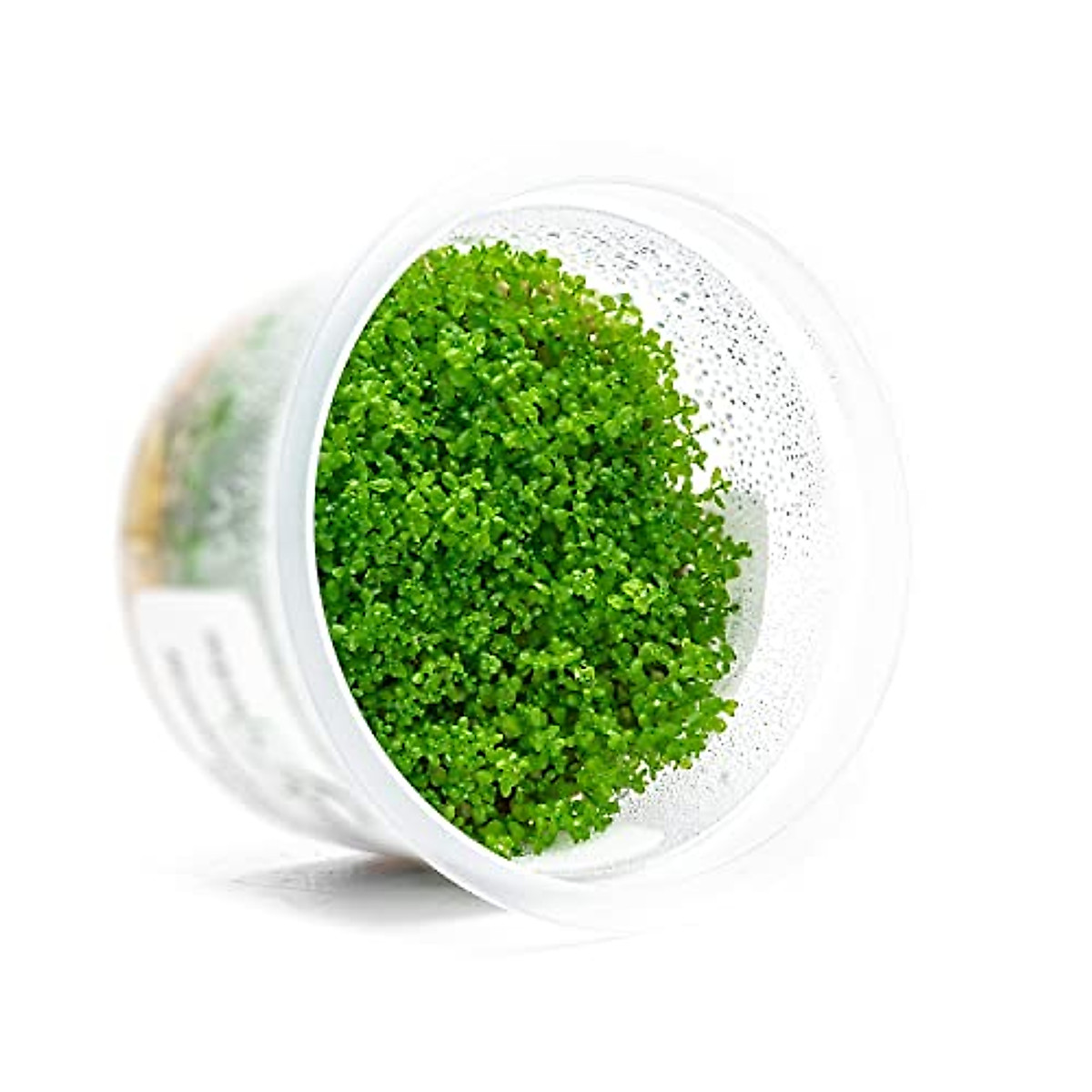 SubstrateSource Dwarf Baby Tears Hemianthus Callitrichoides Live Aquarium Plant Tissue Culture Cup - 100% Snail Free in Vitro (Dwarf Baby Tears)