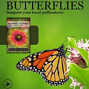 Sow Right Seeds - Blanket Flower Seeds to Plant - Full Instructions for Planting and Growing a Flower Garden; Non-GMO Heirloom Seeds; Wonderful Gardening Gift (1)