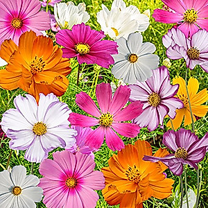 Seed Needs, Large 2.1 Ounce Package of 7,000+ Crazy Mix Cosmos Seed Mixture for Planting (Cosmos Bipinnatus Butterfly Attracting Cosmos Mixture) 10+ Varieties Open Pollinated - Bulk