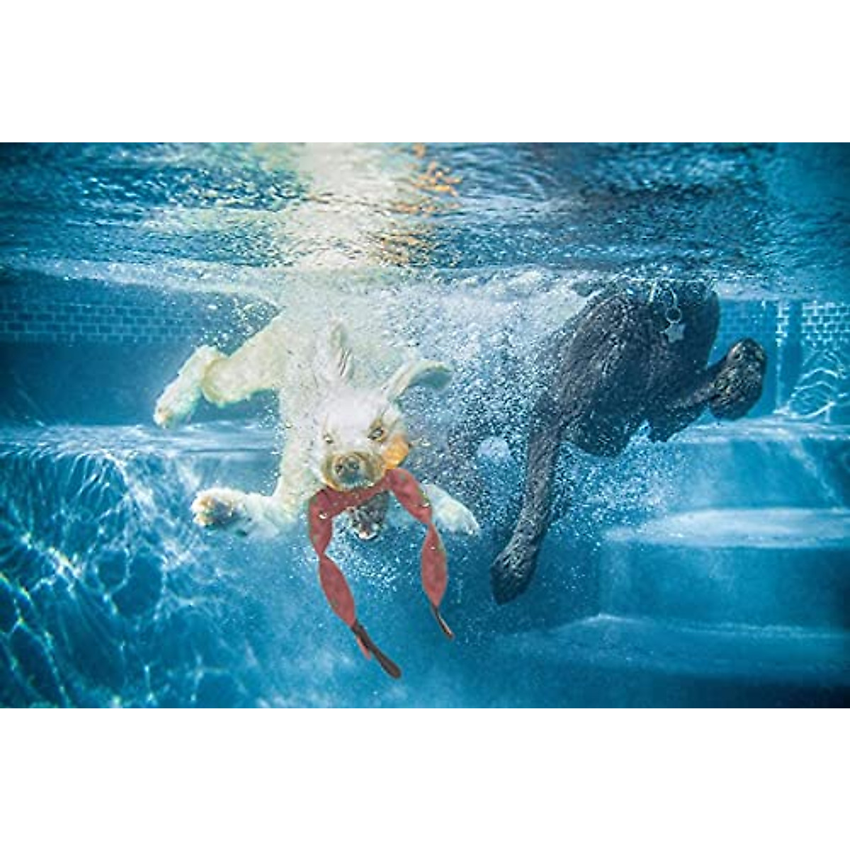 purrrfect life Fire Hose Interactive Squeaking Water Dog Toy, Dog Toy for Tug O War, Durable Dog Chew Toy with Squeakers, No Stuffing Dog Toy with Ropes for Small, Medium & Large Dogs