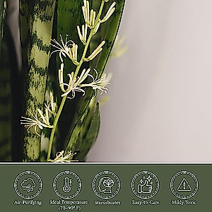 AMERICAN PLANT EXCHANGE Sansevieria Trifasciata Black Coral Live Plant, 3 Gallon, Indoor/Outdoor Air Purifier