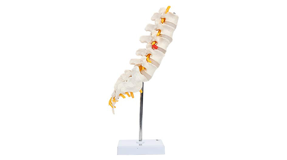 Axis Scientific Lumbar Spine Model - Anatomy Learning Tool