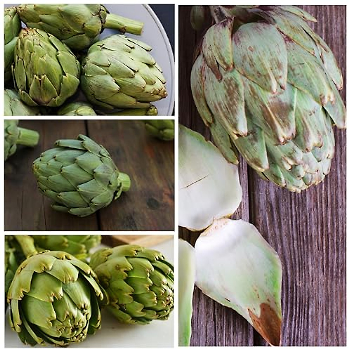 Seed Needs, Green Globe Artichoke Seeds for Planting (Cynaria scolymus) Heirloom, Non-GMO & Untreated (2 Packs)
