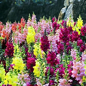 Snapdragon Seeds for Planting, Pack of 3000 Flower Seeds for Planting
