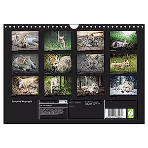 The little grey wolves (Wall Calendar 2024 DIN A4 Landscape), CALVENDO 12 Month Wall Calendar