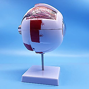 QSMYS Human Eye Eyeball Anatomical Model,Anatomically Accurate Human Eye 6X Enlarged Anatomy Model for Science Classroom Study Display Teaching Model