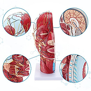 SKUMOD Study Model, 1:1 Human Head Superficial Neurovascular Model - Face Anatomy Medical Brain Neck Median Section Study Model, Teaching Tool