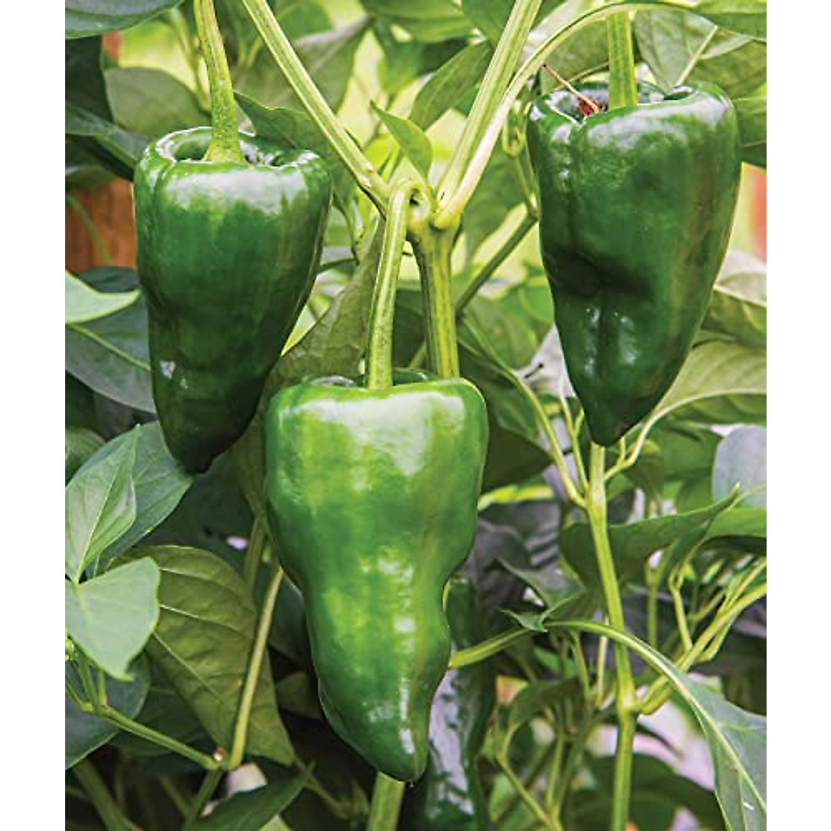 Burpee Poblano' (Ancho) 4" Heart-Shaped Dark Green to Red Peppers, 100 Seeds