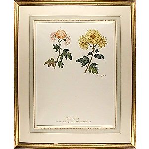 Chrysanthemum indicum var. (Two Chrysanthemum varieties)