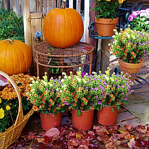 LUCKY SNAIL Artificial Flowers, Fake Outdoor UV Resistant Boxwood Shrubs Plants, Lifelike Plastic Flowers for Indoor Outdoors Home Office Garden Wedding Sidewalk Trim Decor, 4 Pcs(Orange)