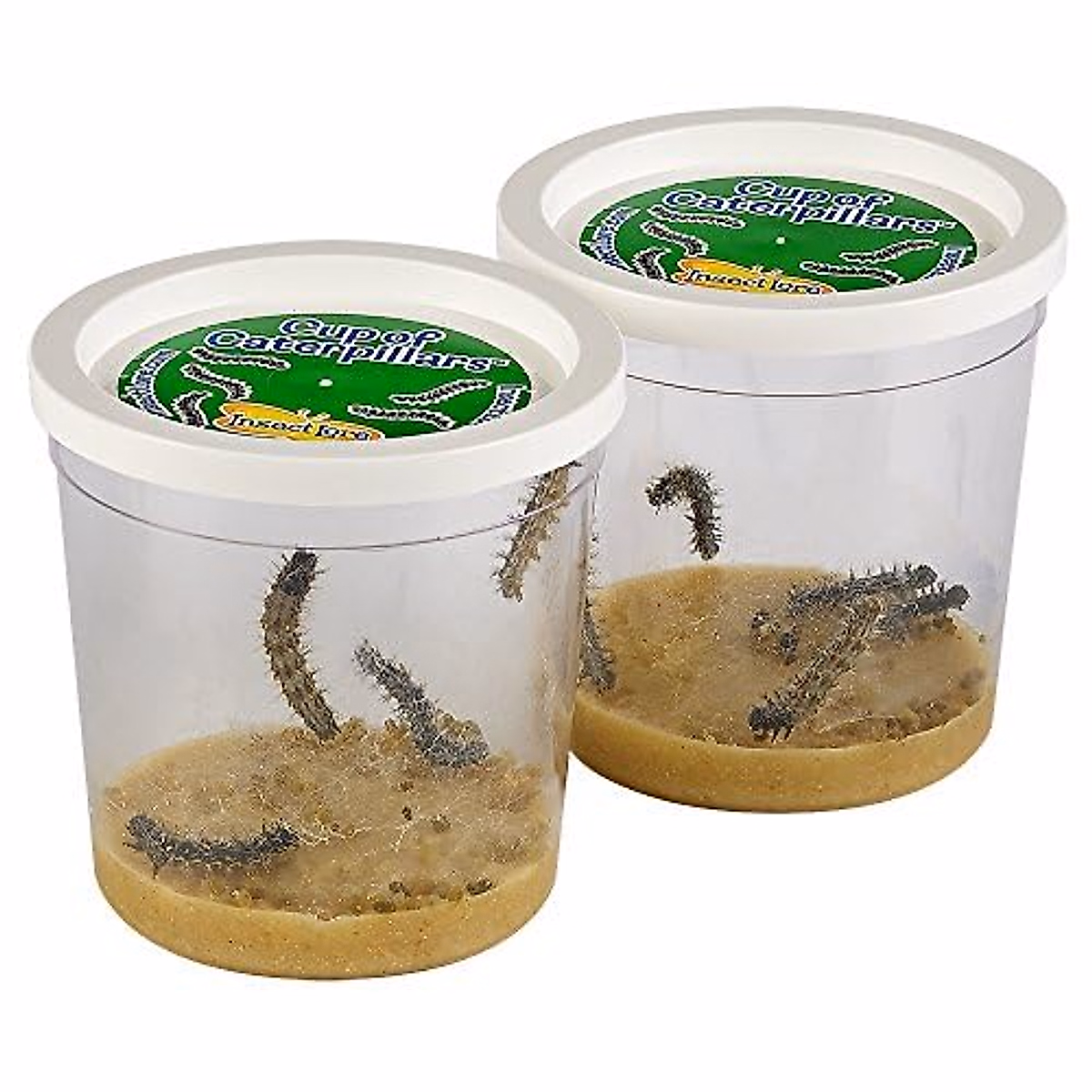 Insect Lore Butterfly Pavilion: Pavilion Habitat and Two Live Cups of Caterpillars with STEM Butterfly Journal – Life Science & STEM Education – Butterfly Kit