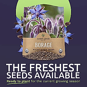 Sweet Yards Seed Co. Borage Seeds – Extra Large Packet – Over 1,200 Open Pollinated Non-GMO Wildflower Seeds – Borago officianalis