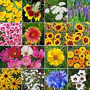 Bird & Butterfly Wildflower Pollinator Mix - 65,000+ Seeds Perennial & Annual Flowers - Planting Outdoors for Hummingbirds & More - Calendula, Yarrow, Poppy, Baby's Breath