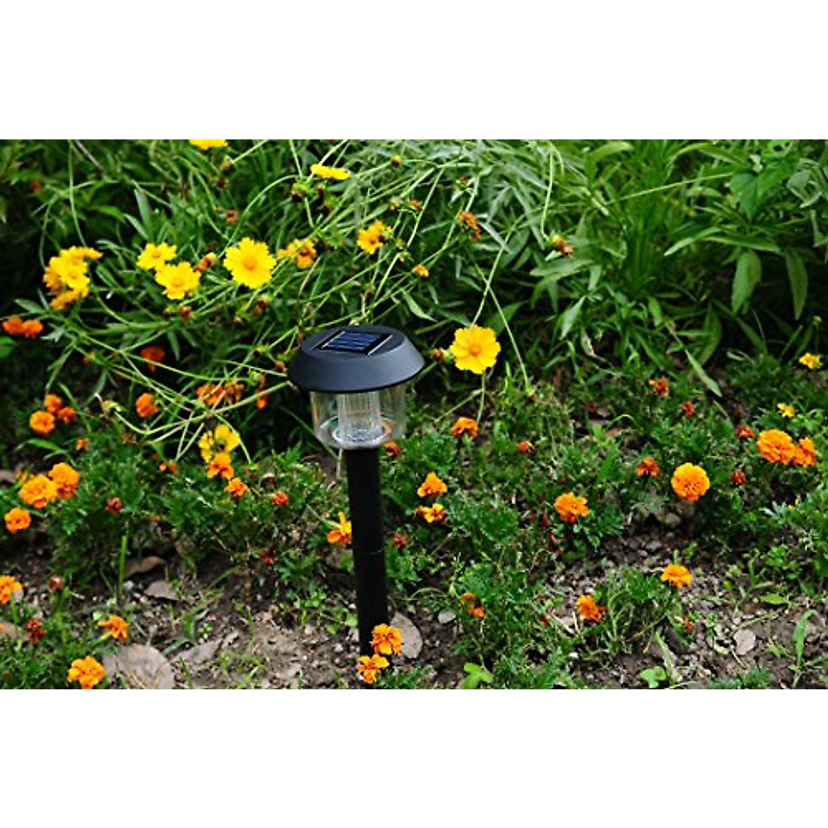 Solario Garden Decor Solar Powered Stake Lights- Pack of 6- Decorative Classic Lamps- Highest Lumen LED Brighter Than Standard- Superior Monocrystalline Panel (Black)