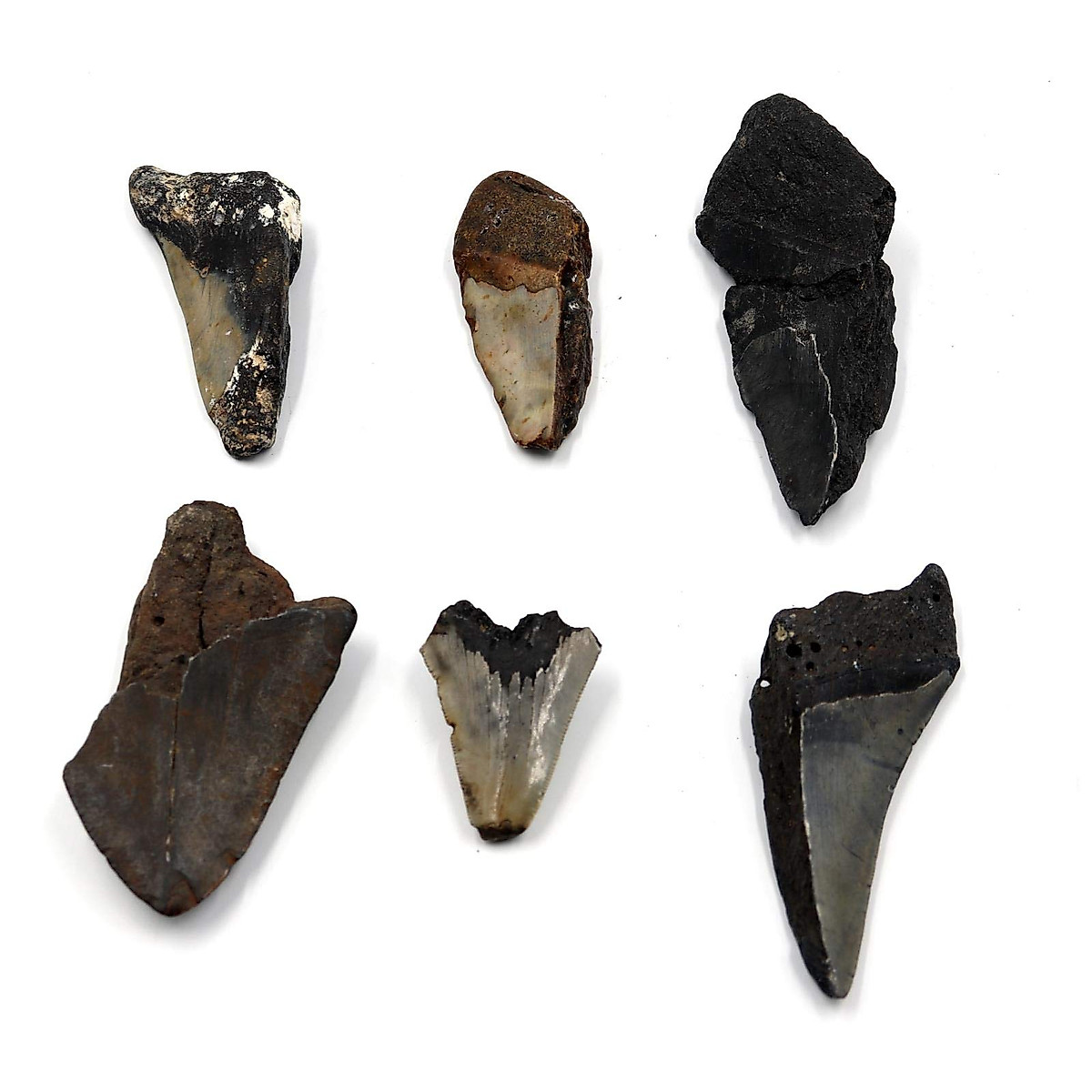 Megalodon Teeth Lot of 6 Fossils w/6 info Cards Shark #15666 25o