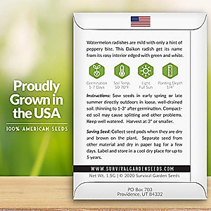 Survival Garden Seeds - Watermelon Radish Seed for Planting - Packet with Instructions to Plant and Grow Unique Asian Vegetables in Your Home Vegetable Garden - Non-GMO Heirloom Variety
