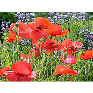 Red Corn Poppy Flower Seeds (Papaver Rhoeas), Pack of 100,000+ Seeds by Seeds2Go