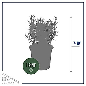 Live Aromatic and Edible Herb - Rosemary (4 Per Pack), Naturally Improves Breathing and Air Quality, 8" Tall by 4" Wide
