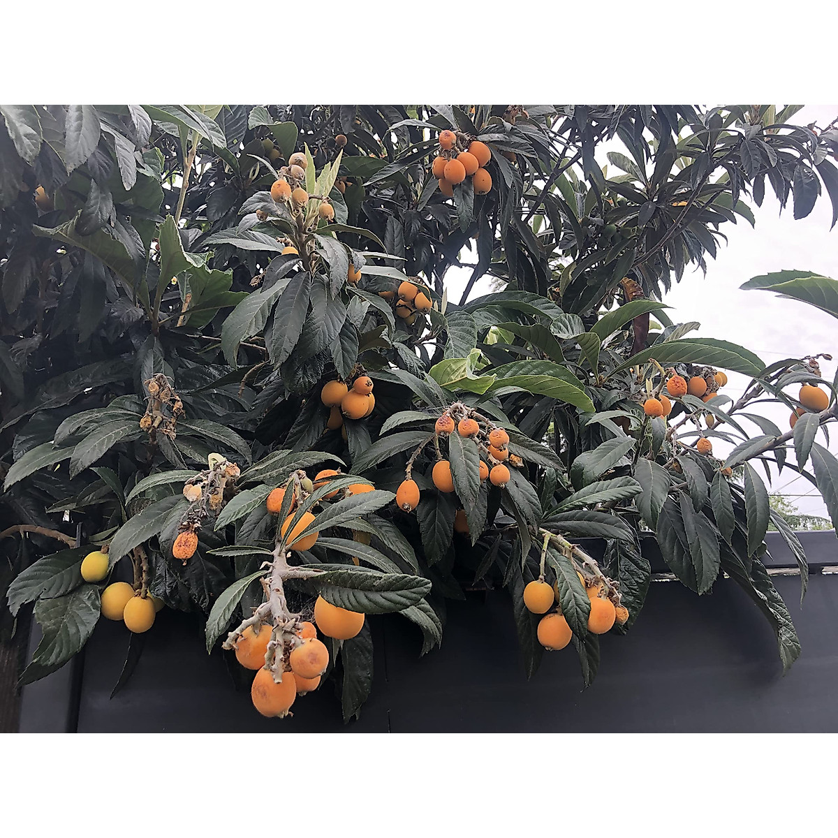 2 Packages of Loquat Fruit Eriobotrya Japonica Seeds - 5 Seeds Per Package