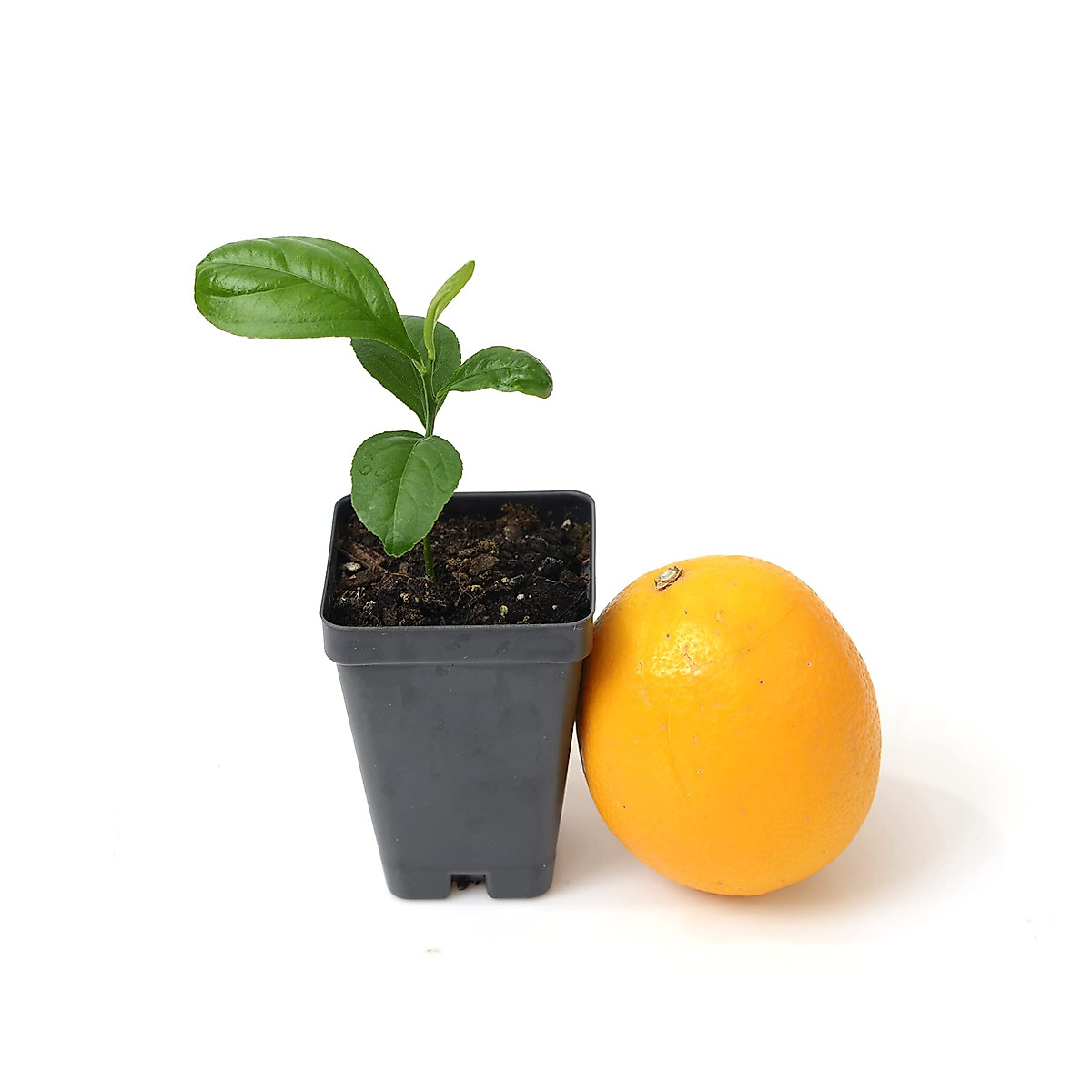 Meyer Lemon Tree Starter Plant. Citrus x meyeri. 3" - 5"