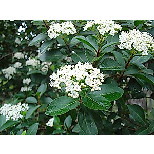 Sweet Viburnum Odoratissimum | 2 Live #1 Size Plants | Fast Growing Evergreen Privacy Screening Shrubs