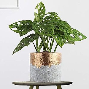 Costa Farms Monstera Plant, Little Swiss Cheese Live Indoor Plant, Trending Tropicals, 12-Inch Tall in White Decor Pot, Unique Leaves Room Decor Cool Boho Decor Farmhouse Decor, House Warming Gift