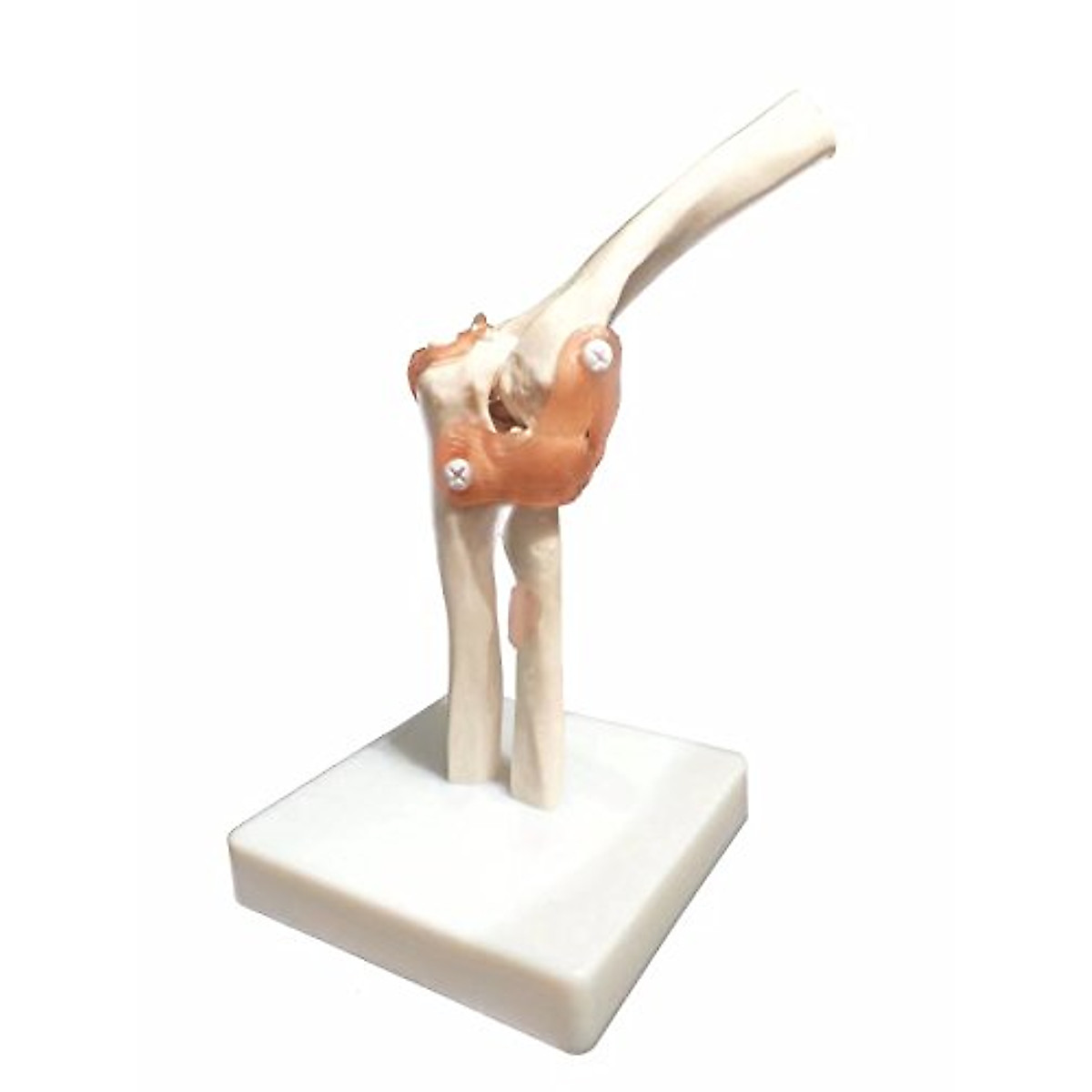 BoNew Life Size Elbow Joint Anatomical Model Skeleton - Human Medical Anatomy